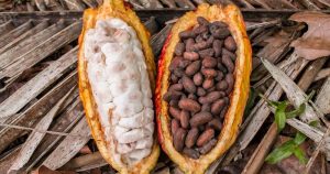 What is the Processing Process of Cocoa? 5 Stages - Cocoa Machinery