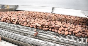 What is the Processing Technology of Cacao? From Bean to Bar
